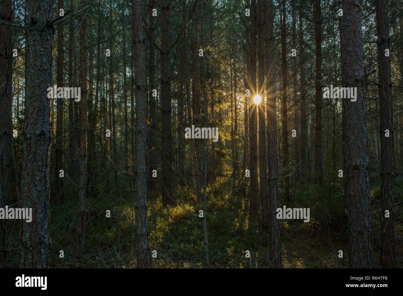 Scandinavian forest hi-res stock photography and images - Alamy
