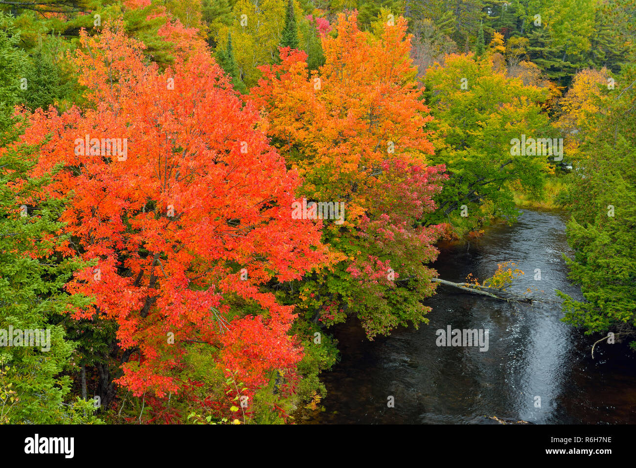Autumn maples along Harris Creek, Pointe au Baril, Ontario, Canada ...