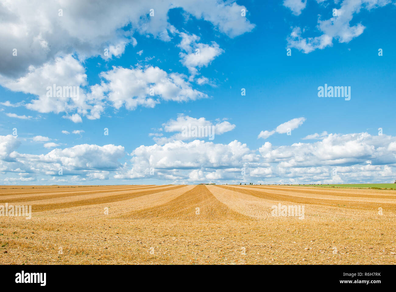 Big yellow field after harvesting. Mowed wheat fields under beautiful ...