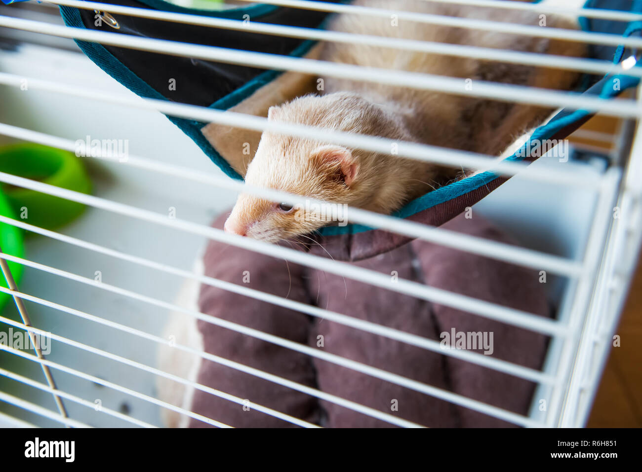 Ferret in cage hi-res stock photography and images - Alamy