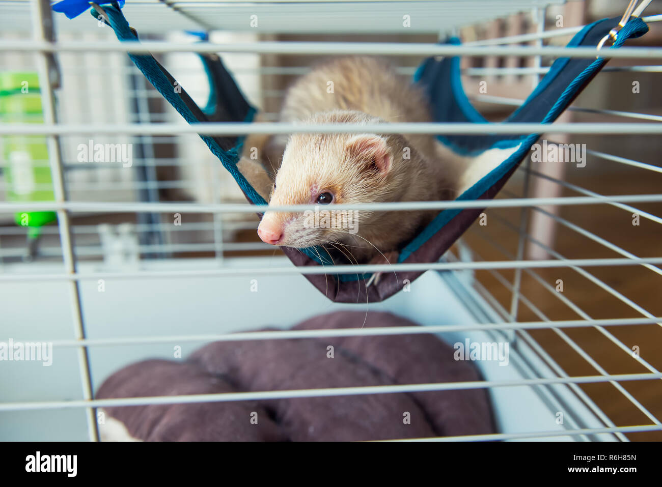 Ferret in cage hi-res stock photography and images - Alamy