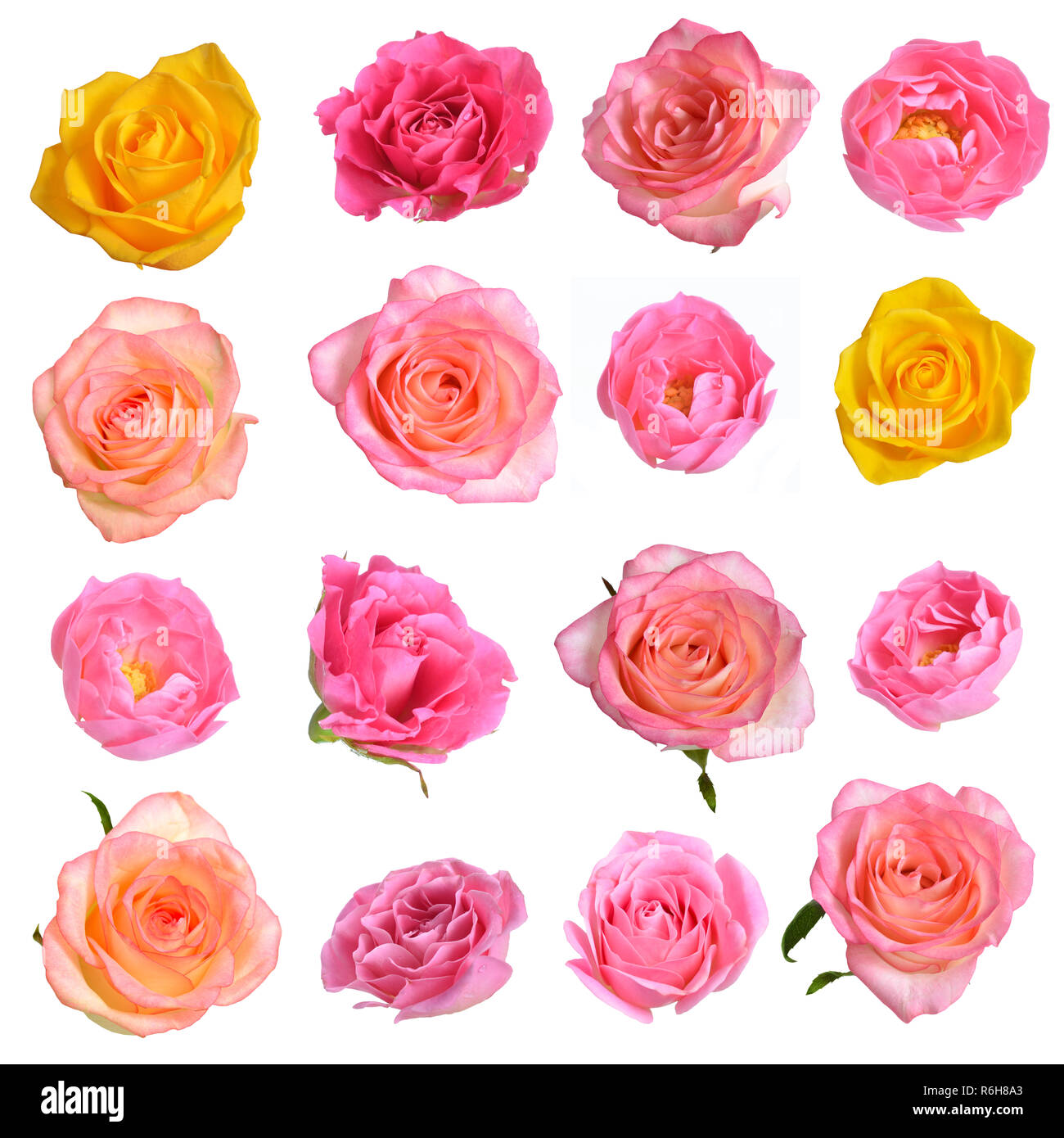 Set of different roses isolated on white background Stock Photo - Alamy