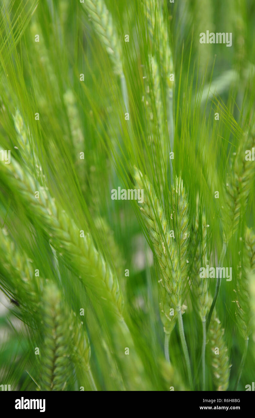 triticale (triticosecale rimpaui Stock Photo - Alamy