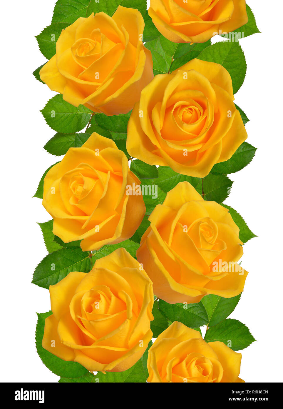 Vertical Seamless border with yellow roses. Isolated on white ...