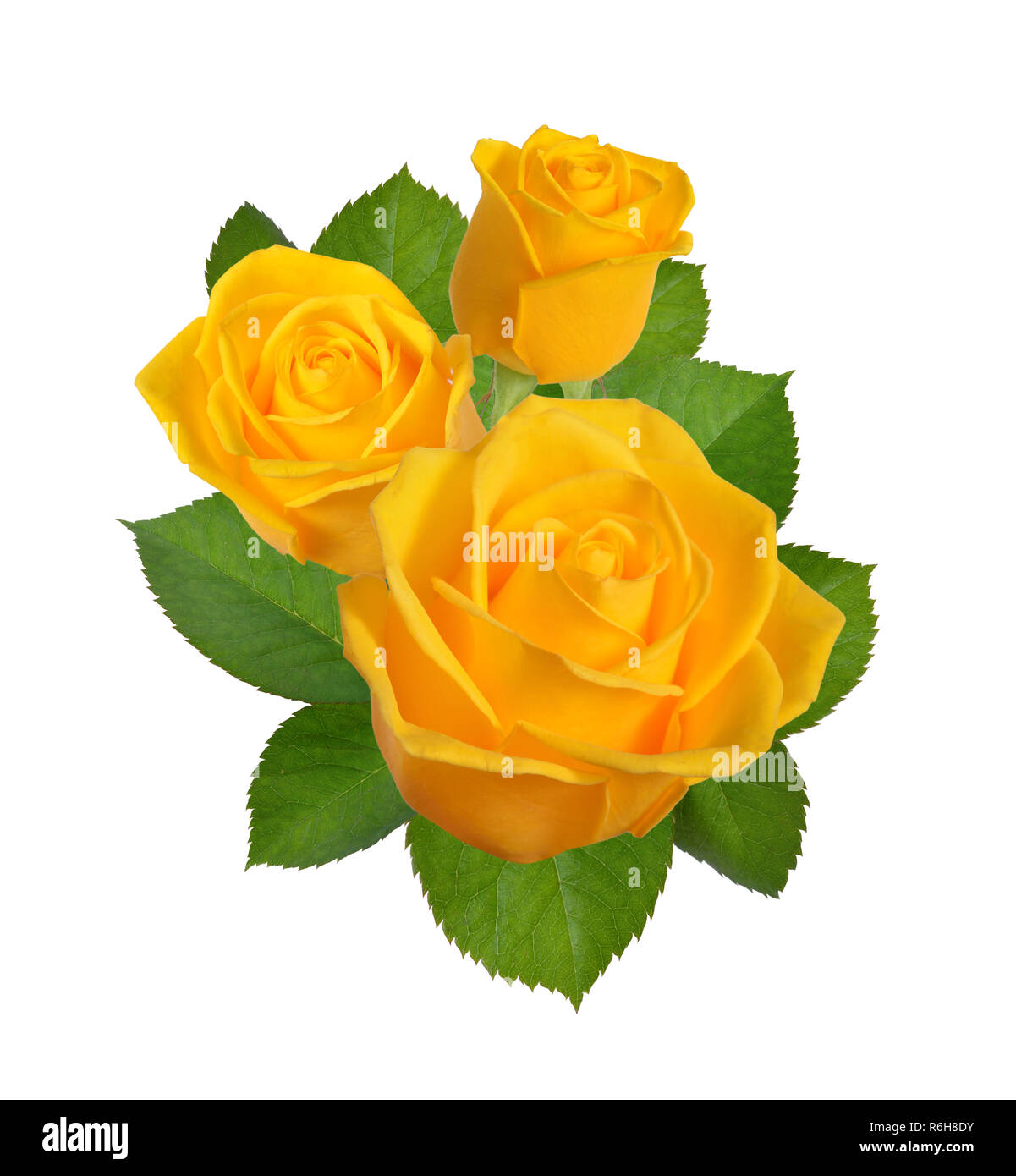Composition with yellow roses. Isolated on white background Stock Photo ...