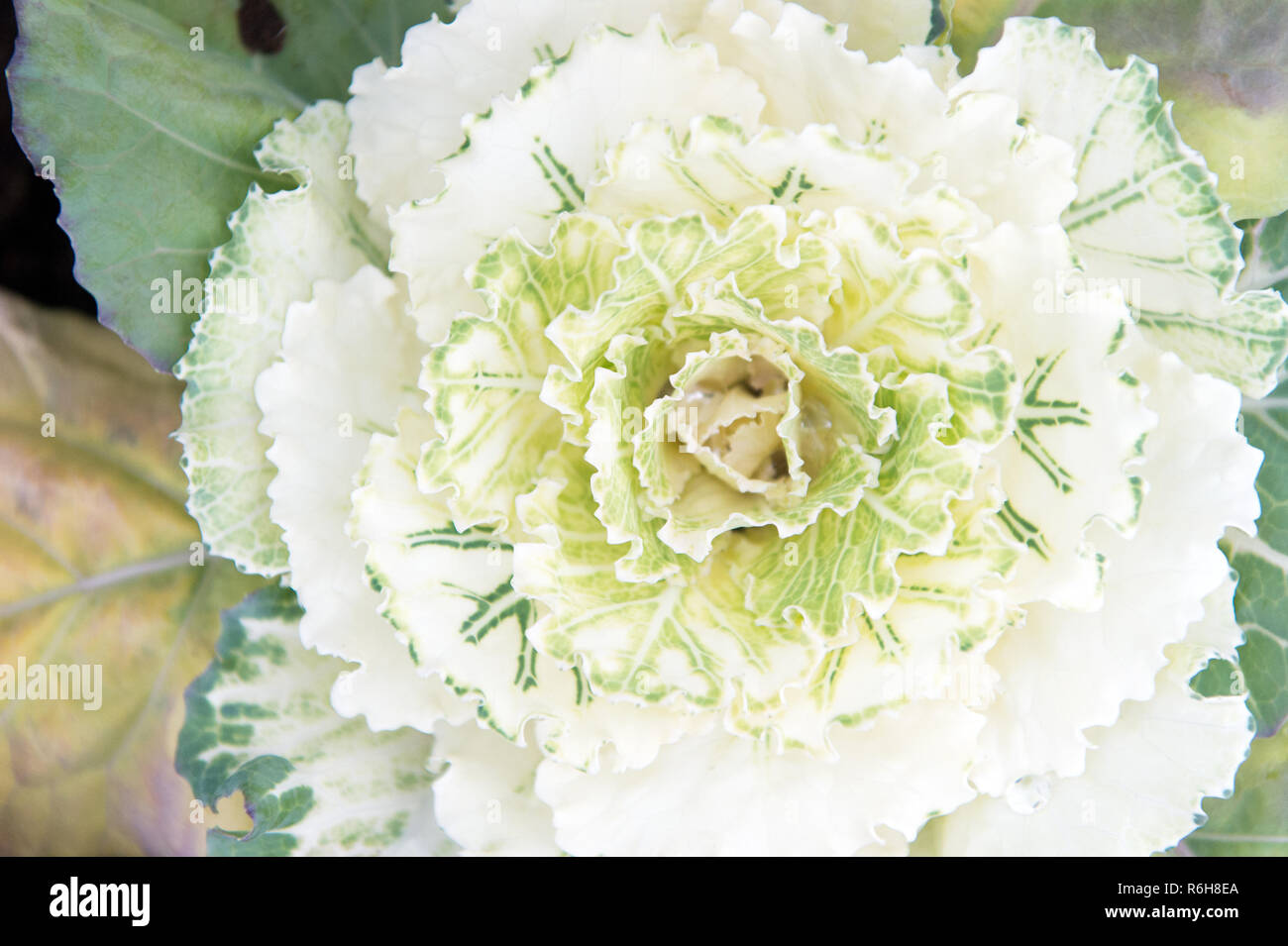 Ornamental cabbage plant close up. Beautiful cabbage harvest ...