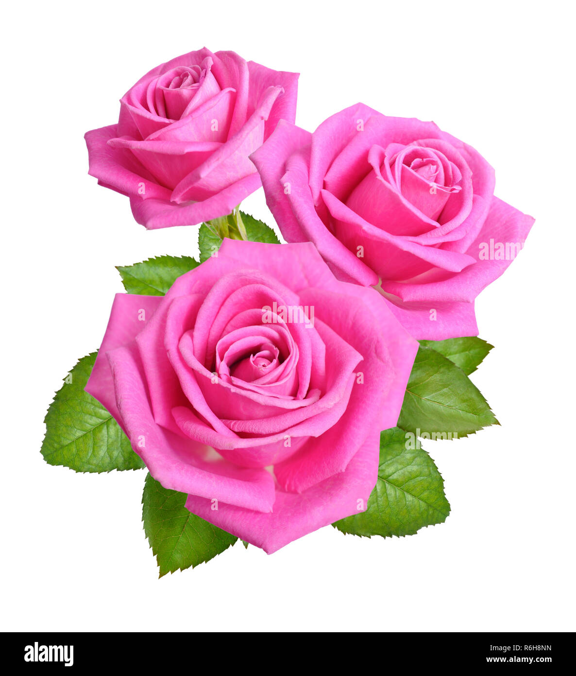 Composition with Pink rose flowers. Isolated on white background Stock ...