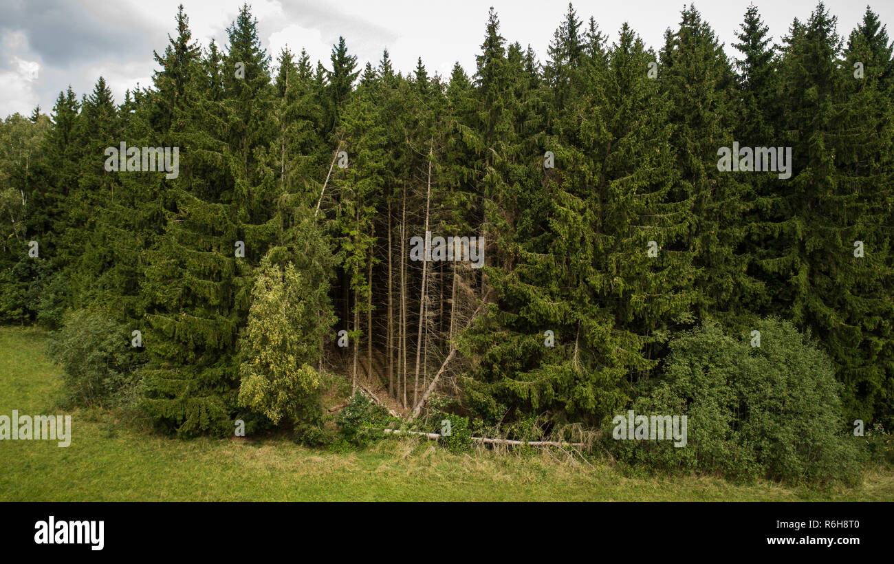 Drone photography of natural entrance to the forest during summer day ...