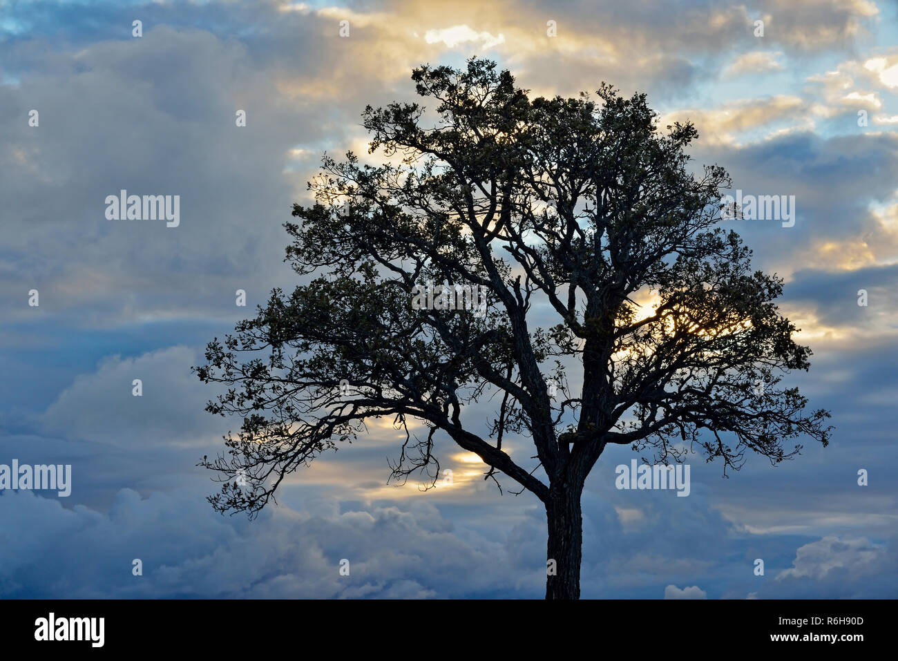A lone oak tree in a pasture, Manitoulin Island, Ontario, Canada Stock ...