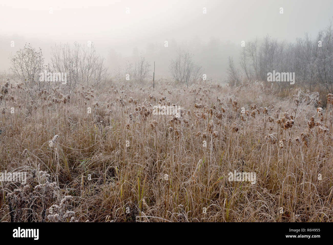 Frosted grasses and reeds in a beaverpond marsh hi-res stock ...