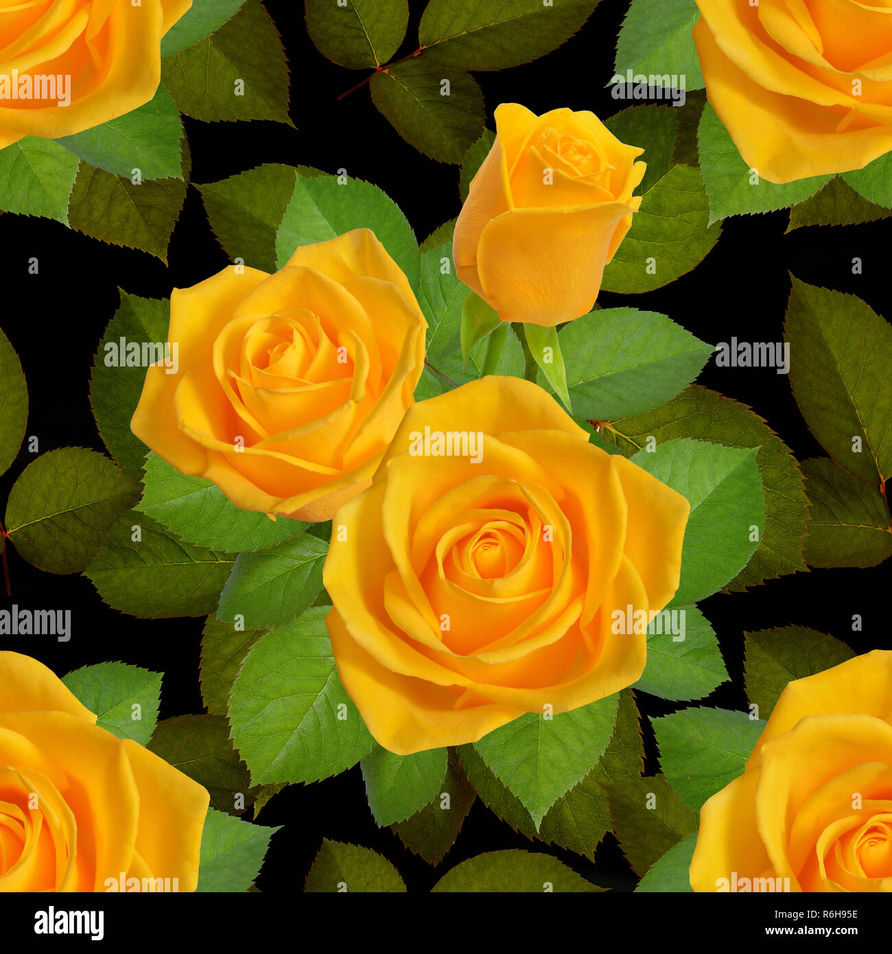 Seamless border with yellow roses on black background Stock Photo - Alamy