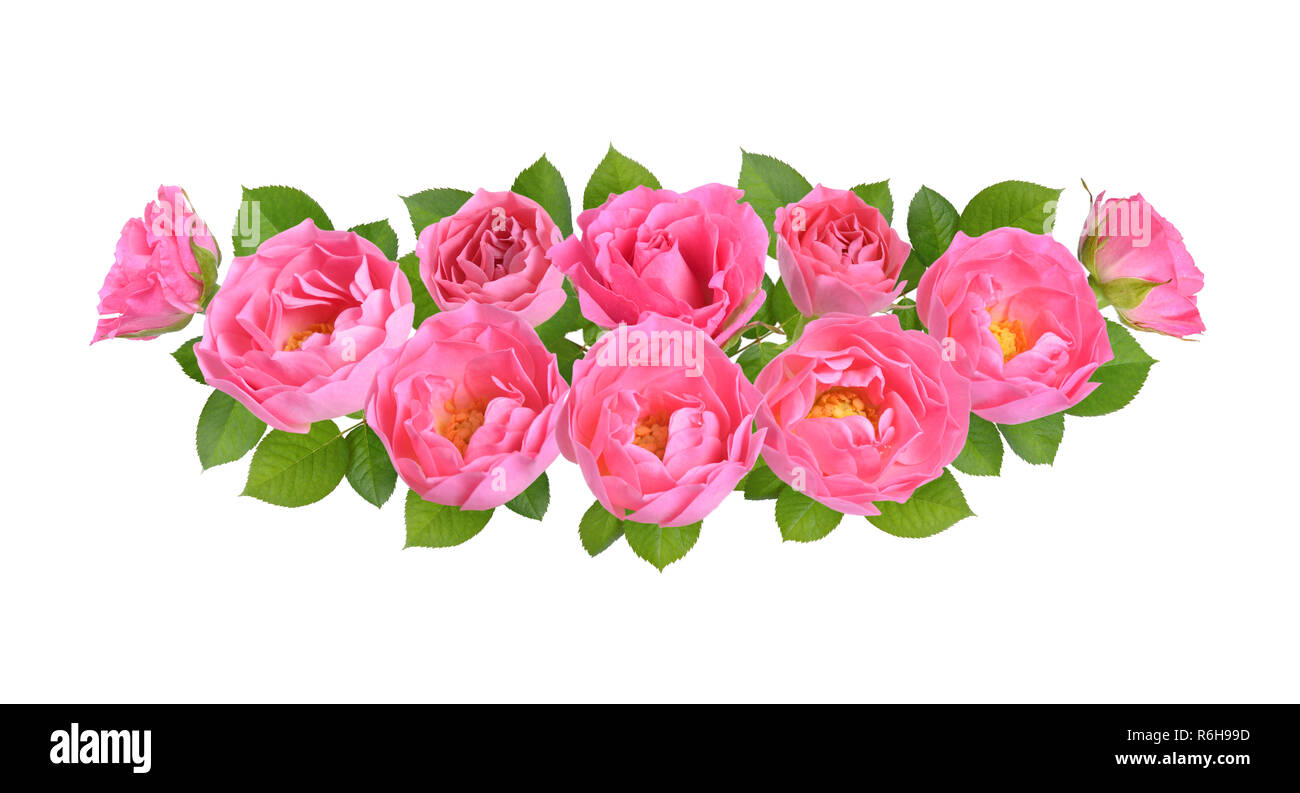 Composition with Pink rose flowers. Isolated on white background Stock ...