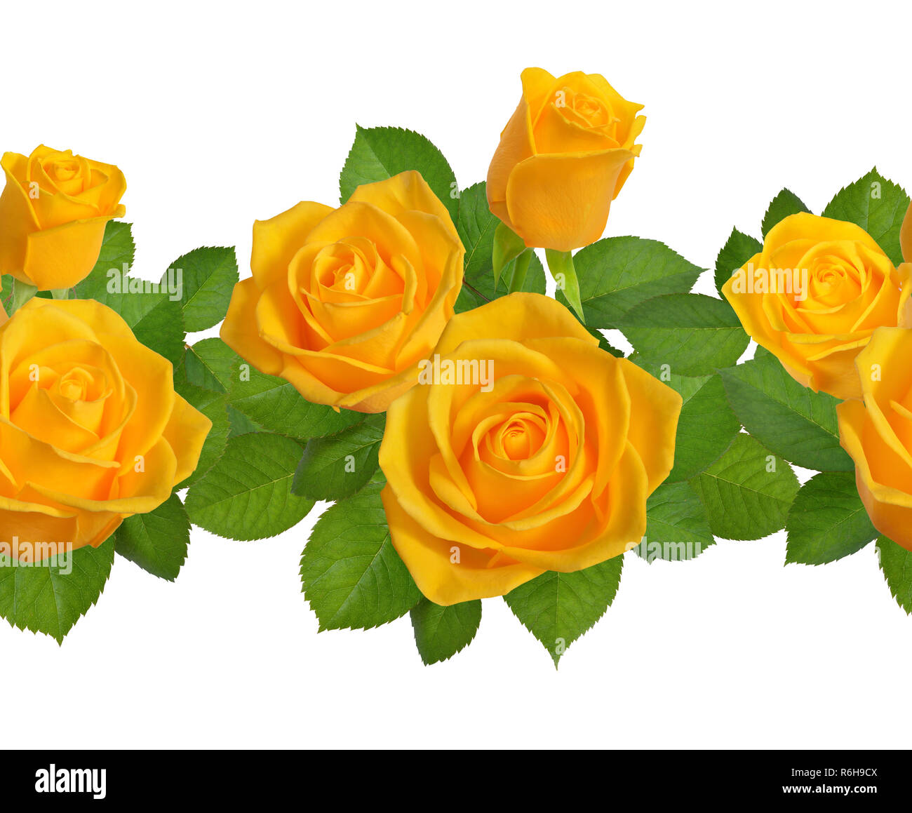 Seamless border with yellow roses. Isolated on white background Stock ...