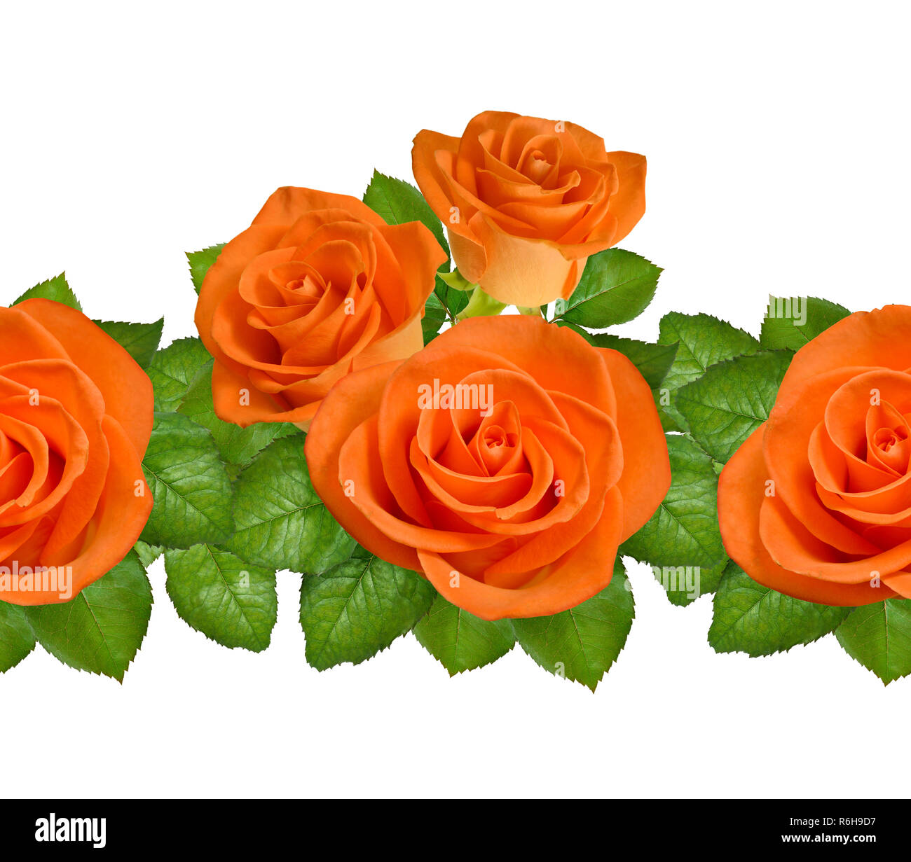 Seamless border with orange roses. Isolated on white background Stock ...