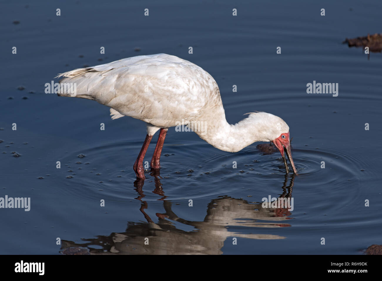 African spoonbill platalea alba feeding hi-res stock photography and ...