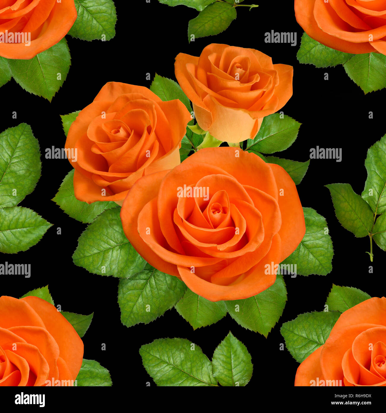 Beautiful Images Of Orange Roses