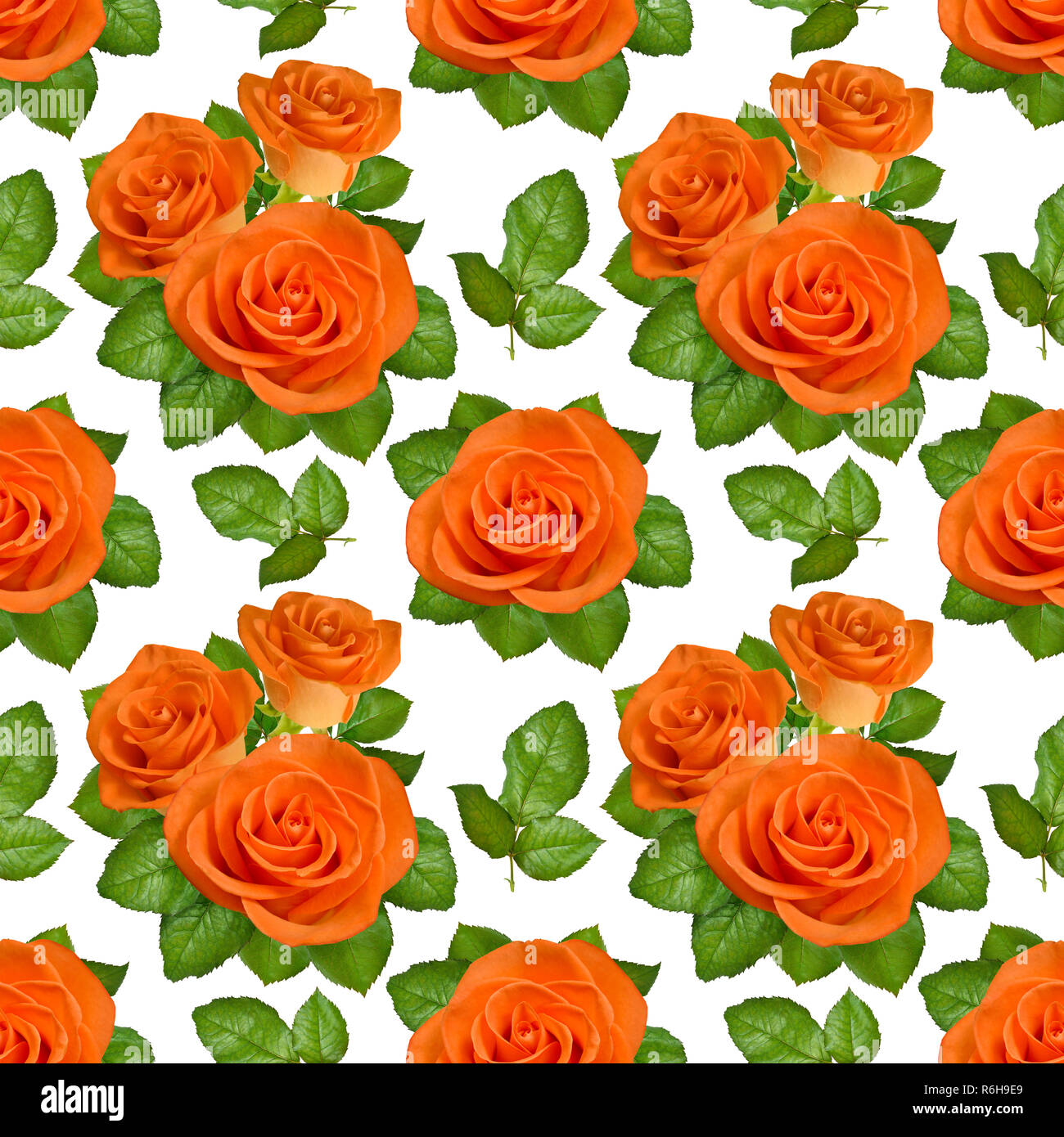 Seamless background with orange roses on white background Stock Photo ...