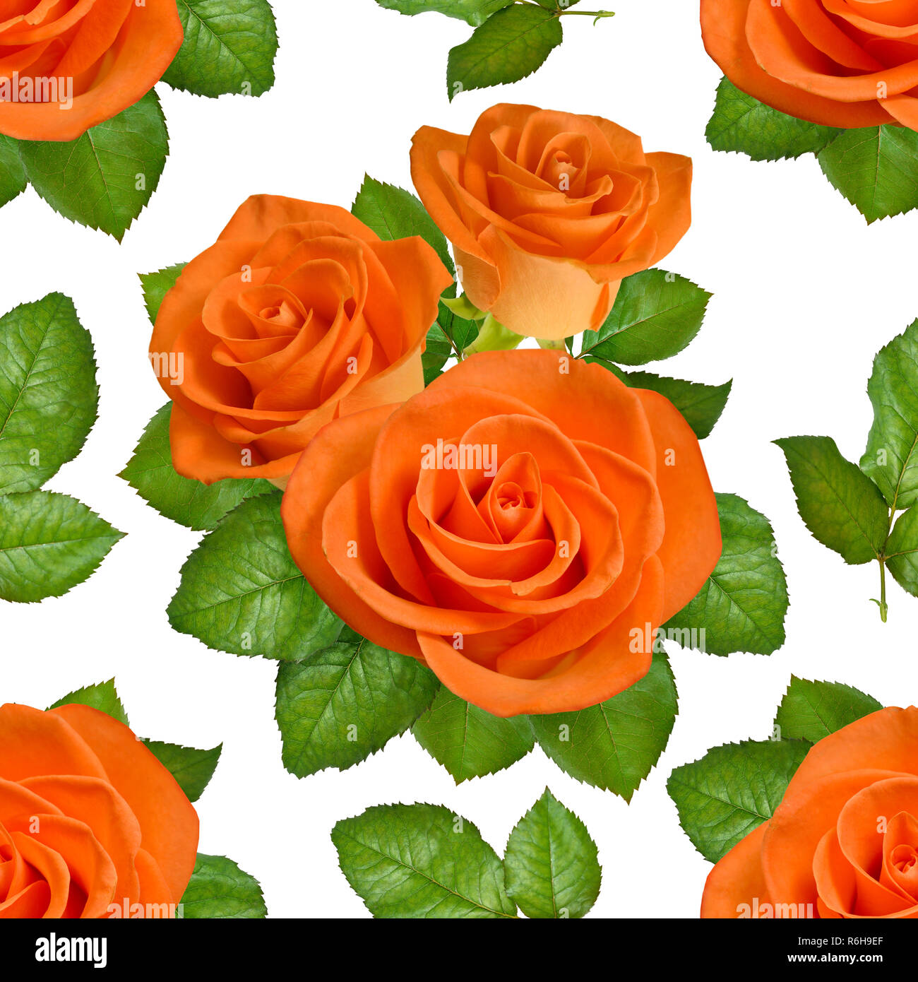 Seamless background with orange roses on white background Stock Photo ...
