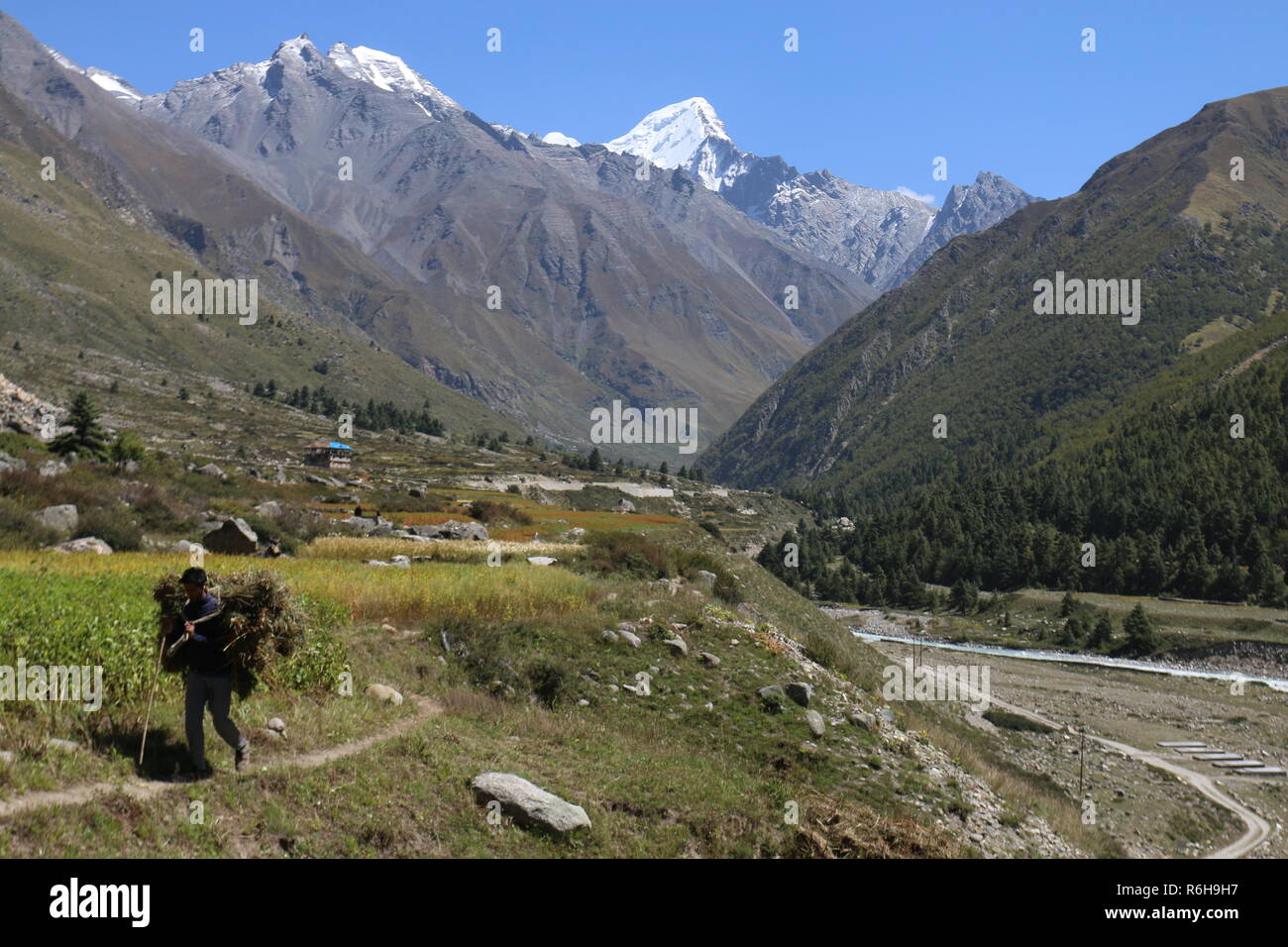 Millet fields in Chitkul, Kinnaur, Himachal Pradesh, India Stock Photo ...