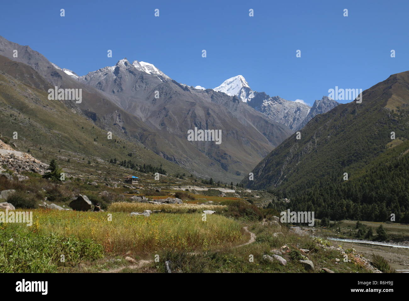 Millet fields in Chitkul, Kinnaur, Himachal Pradesh, India Stock Photo ...