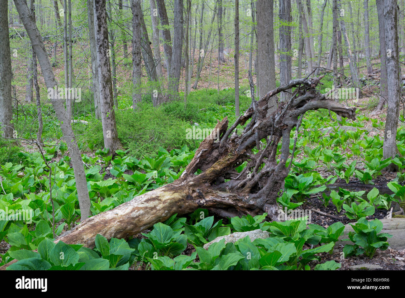 An old fallen tree with its root system angling upward, decaying in a ...