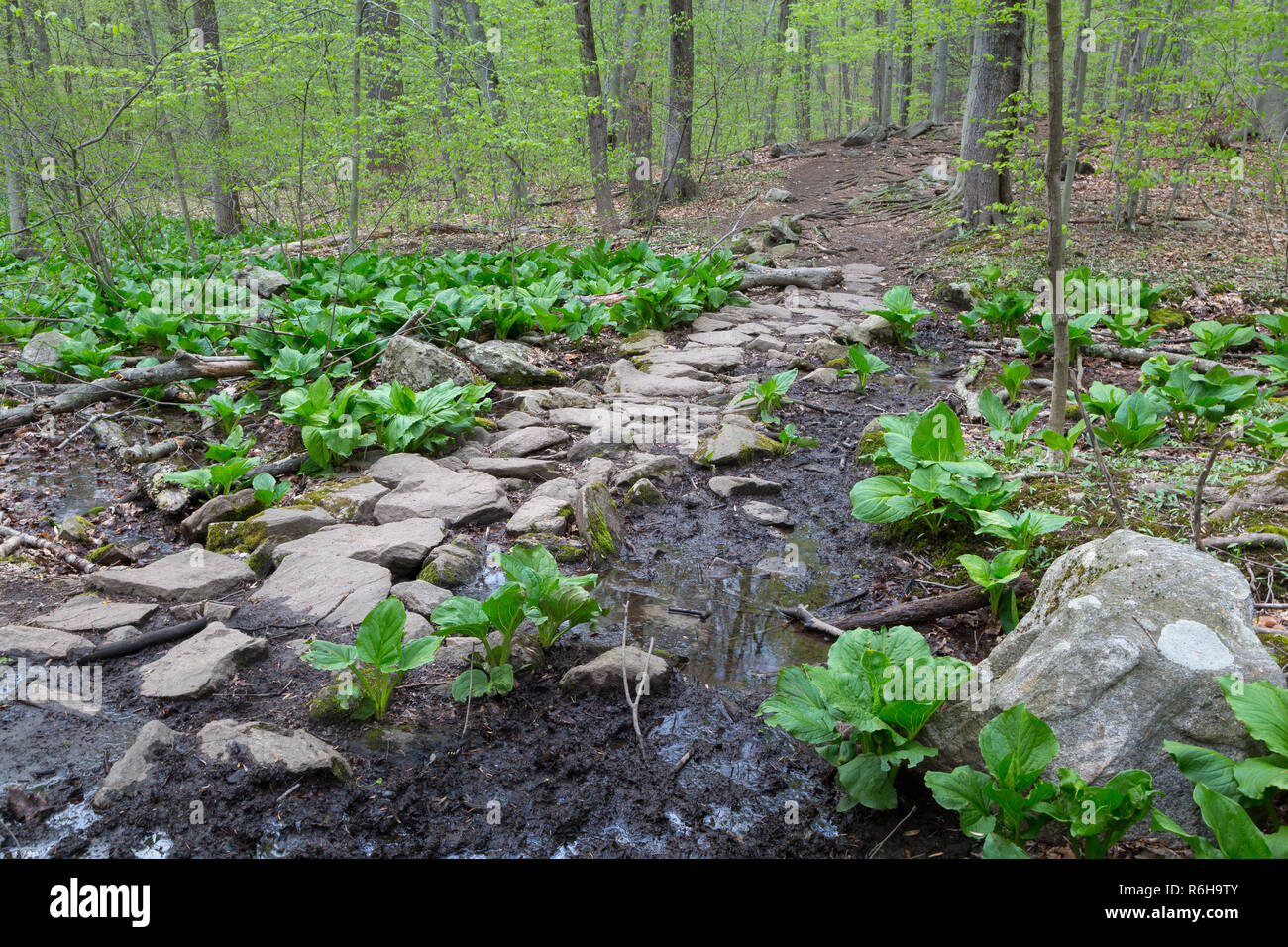 A trail crossing a muddy creek via large rocks, as spring vegetation ...