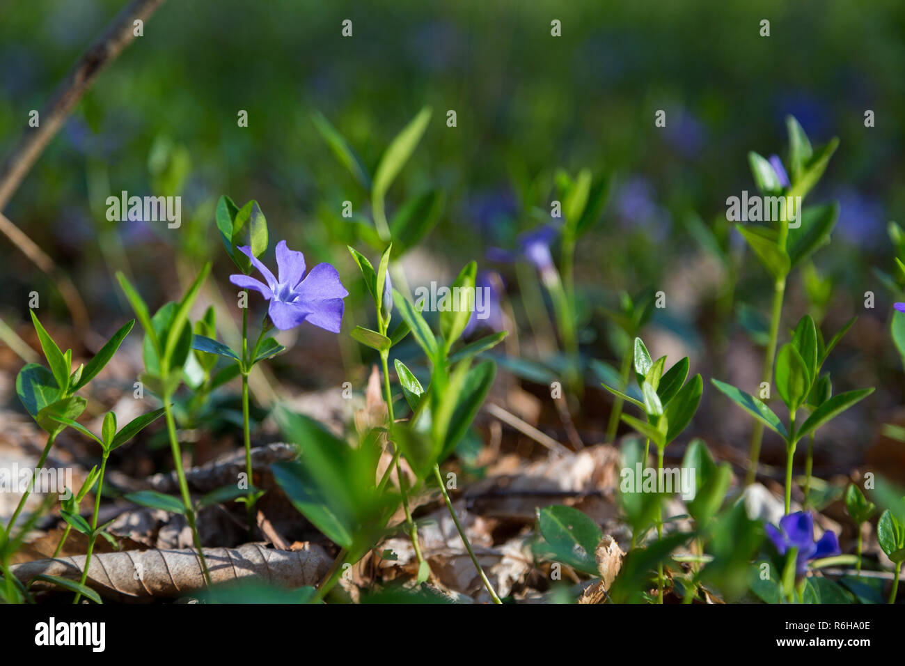 A periwinkle wildflower blooming in a young spring forest floor ...