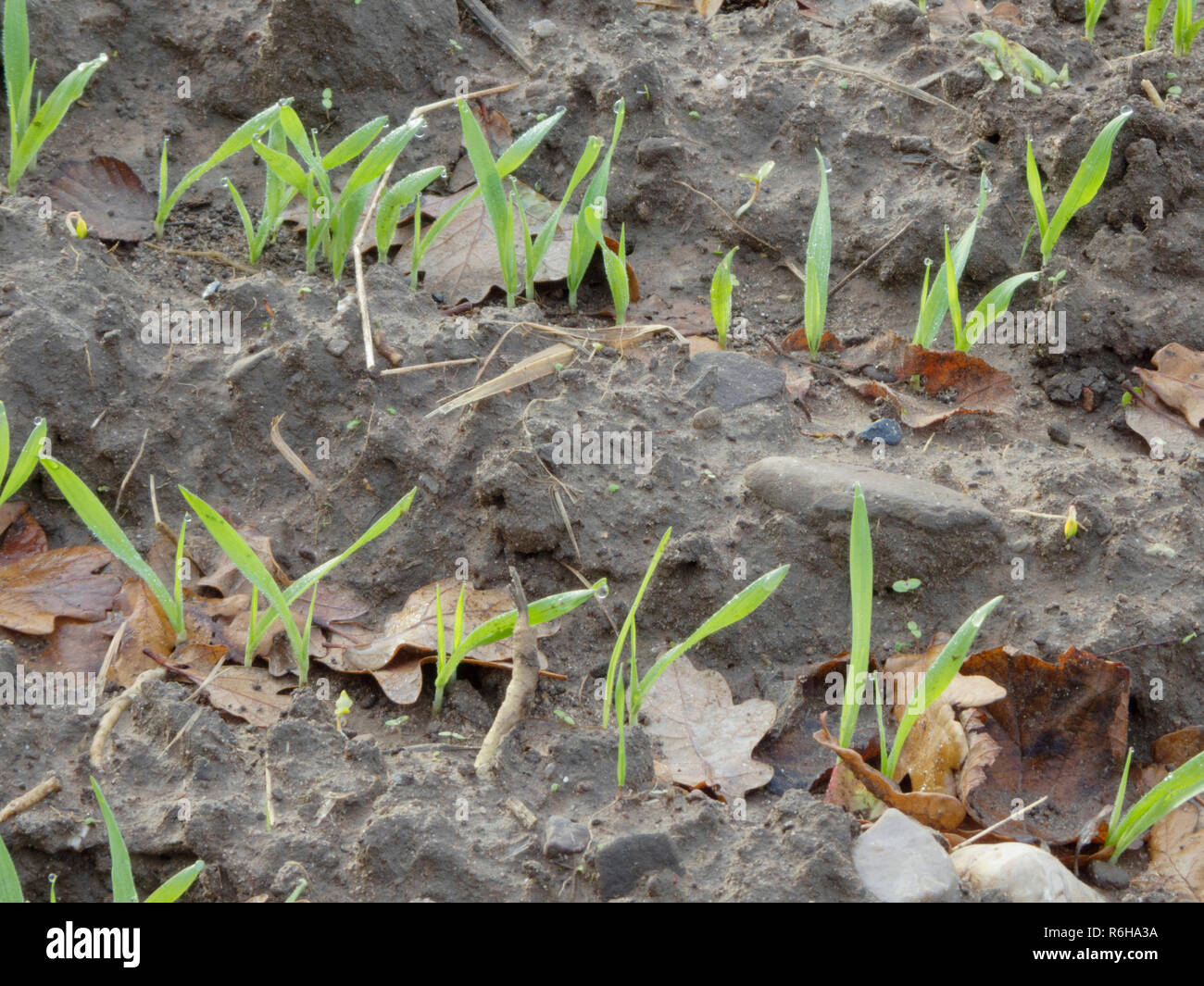 Winter Wheat Crops Growing in a Field UK in December Stock Photo - Alamy