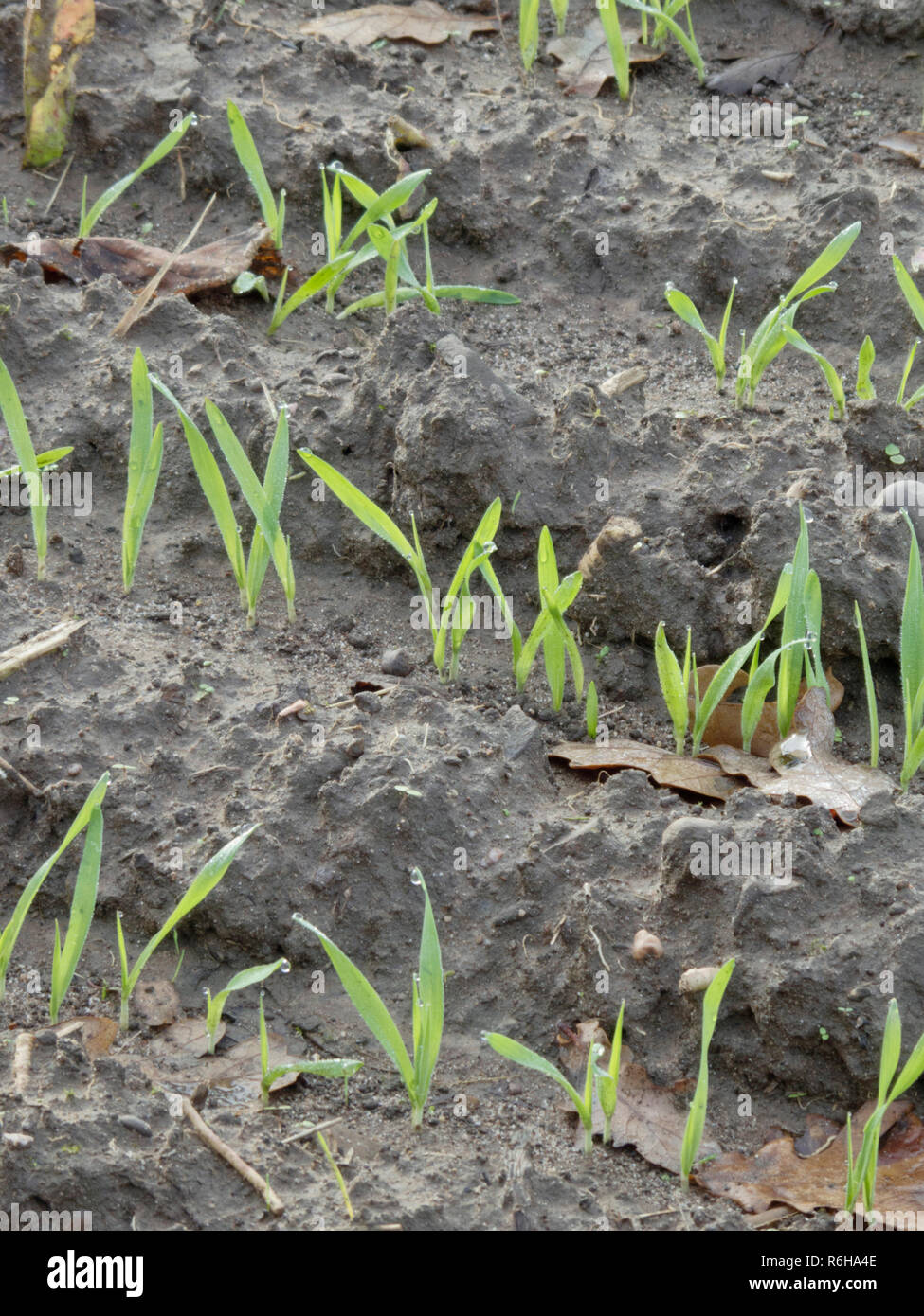 Winter Wheat Crops Growing in a Field UK in December Stock Photo - Alamy