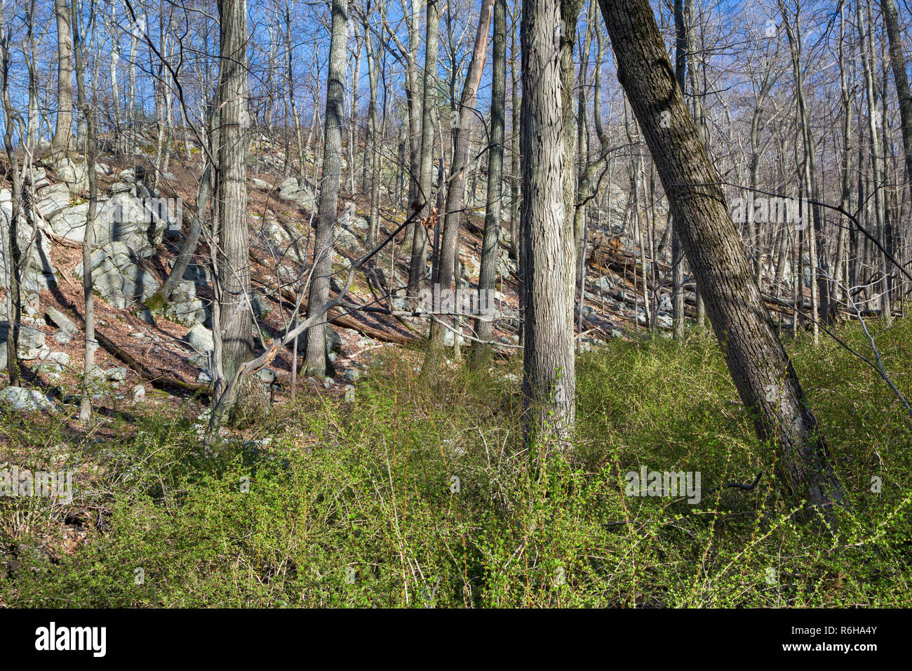 Bushes and ground brush beginning to leaf out for the spring season ...