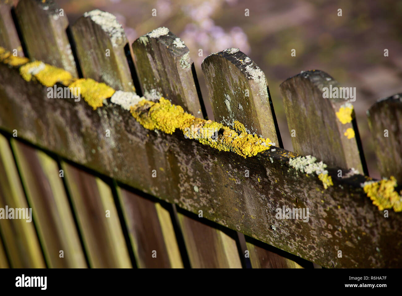 lichen on a wooden garden fence Stock Photo - Alamy