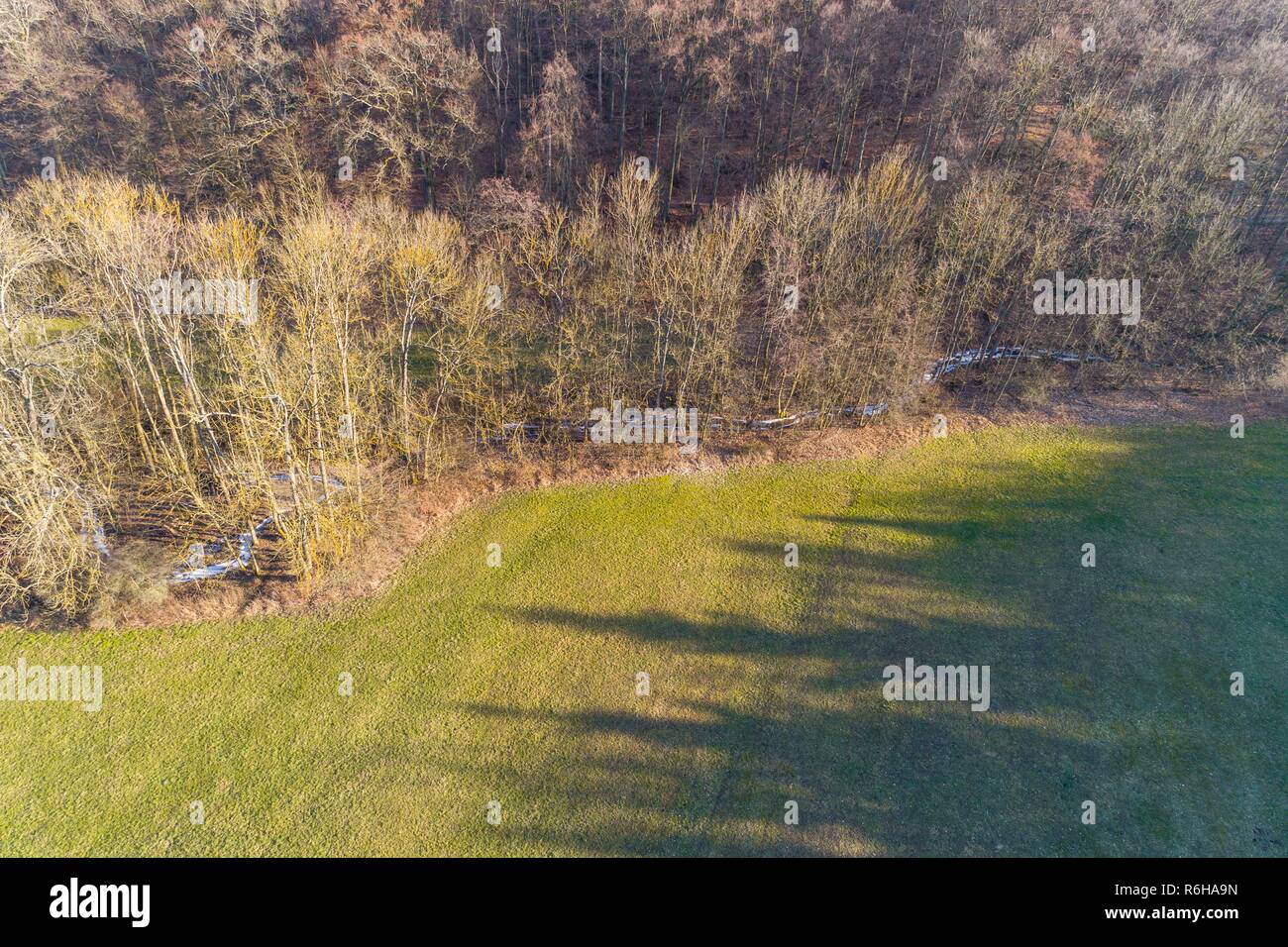 winter sun in the mixed forest Stock Photo - Alamy