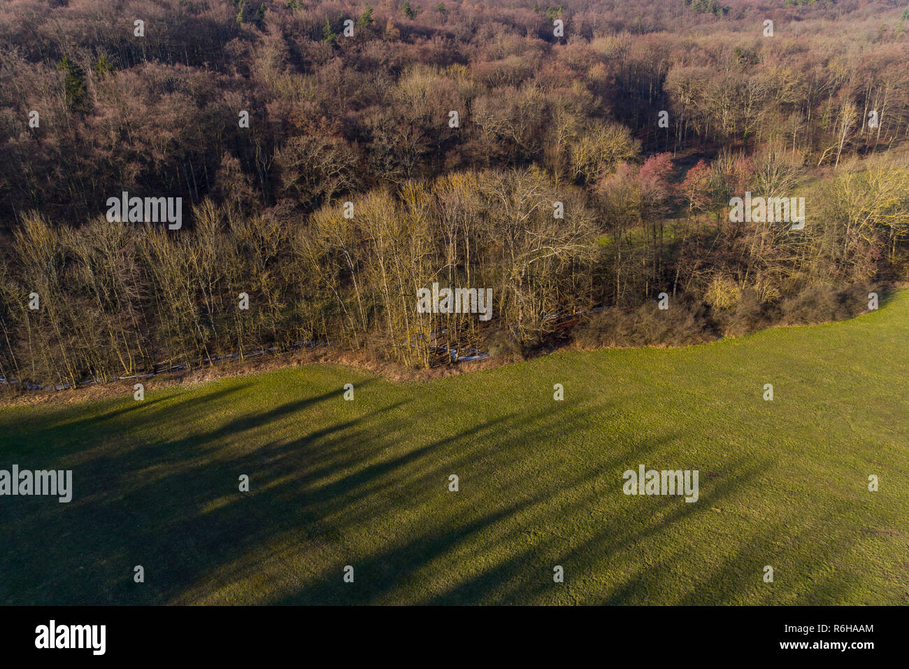 winter sun in the mixed forest Stock Photo - Alamy