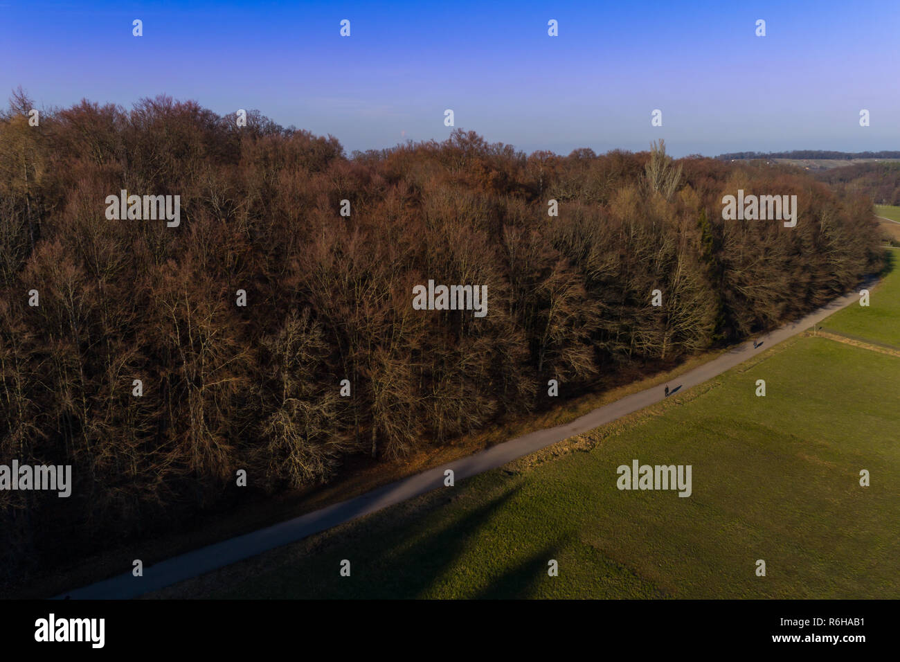 winter sun in the mixed forest Stock Photo - Alamy