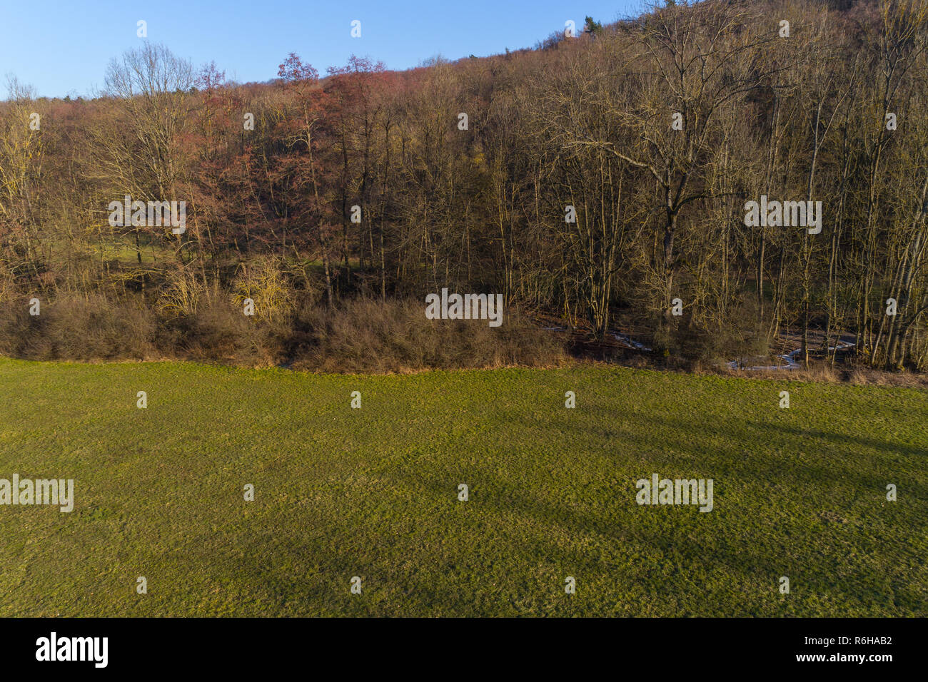 winter sun in the mixed forest Stock Photo - Alamy