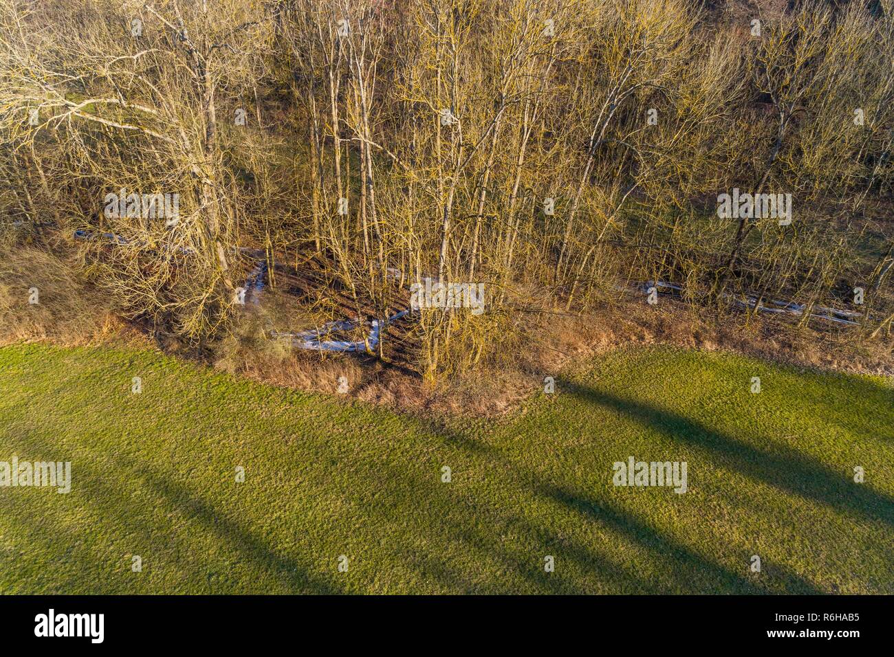 winter sun in the mixed forest Stock Photo - Alamy