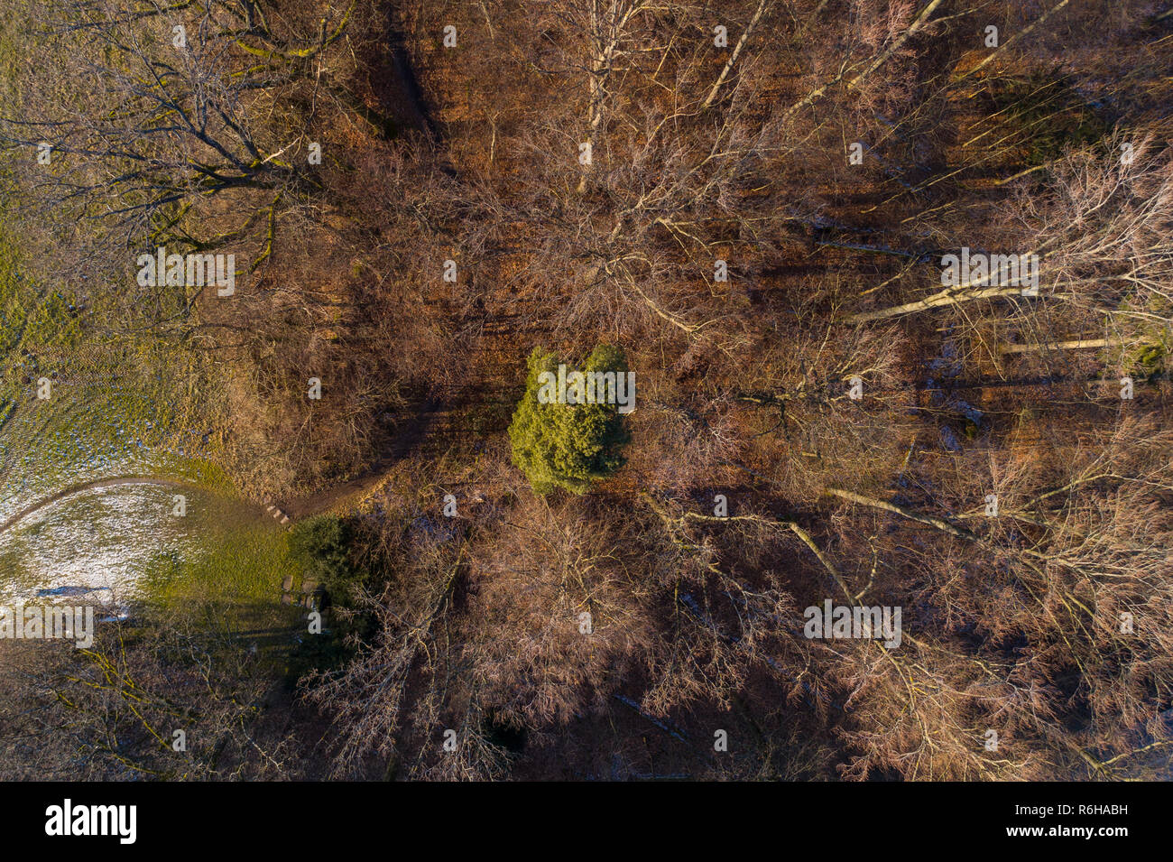 winter sun in the mixed forest Stock Photo - Alamy