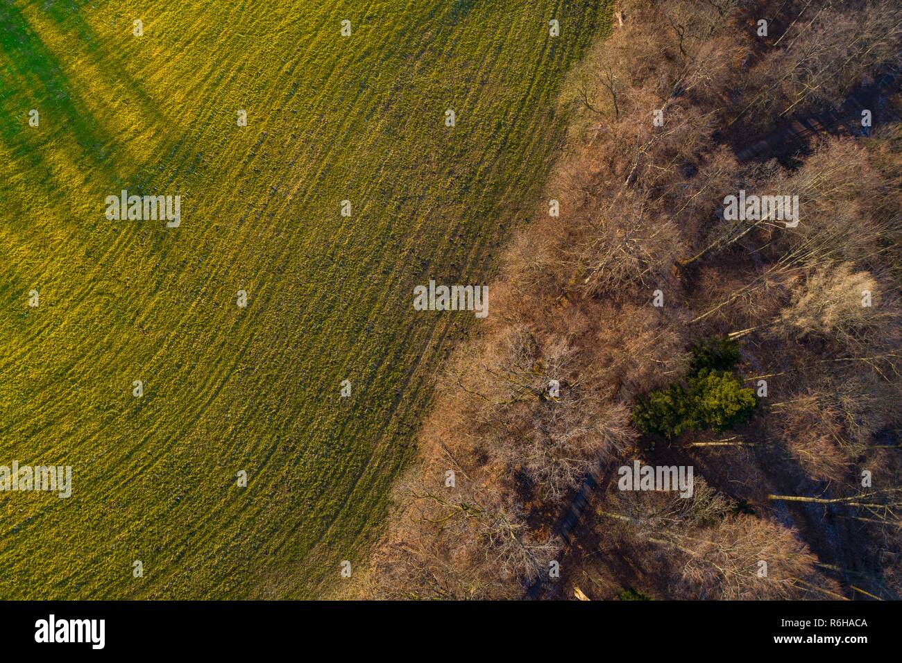 winter sun in the mixed forest Stock Photo - Alamy