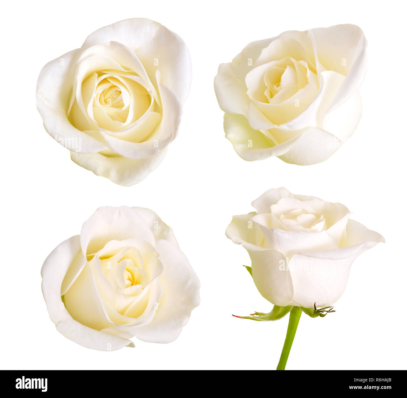 Set of white roses. Isolated on white background Stock Photo - Alamy