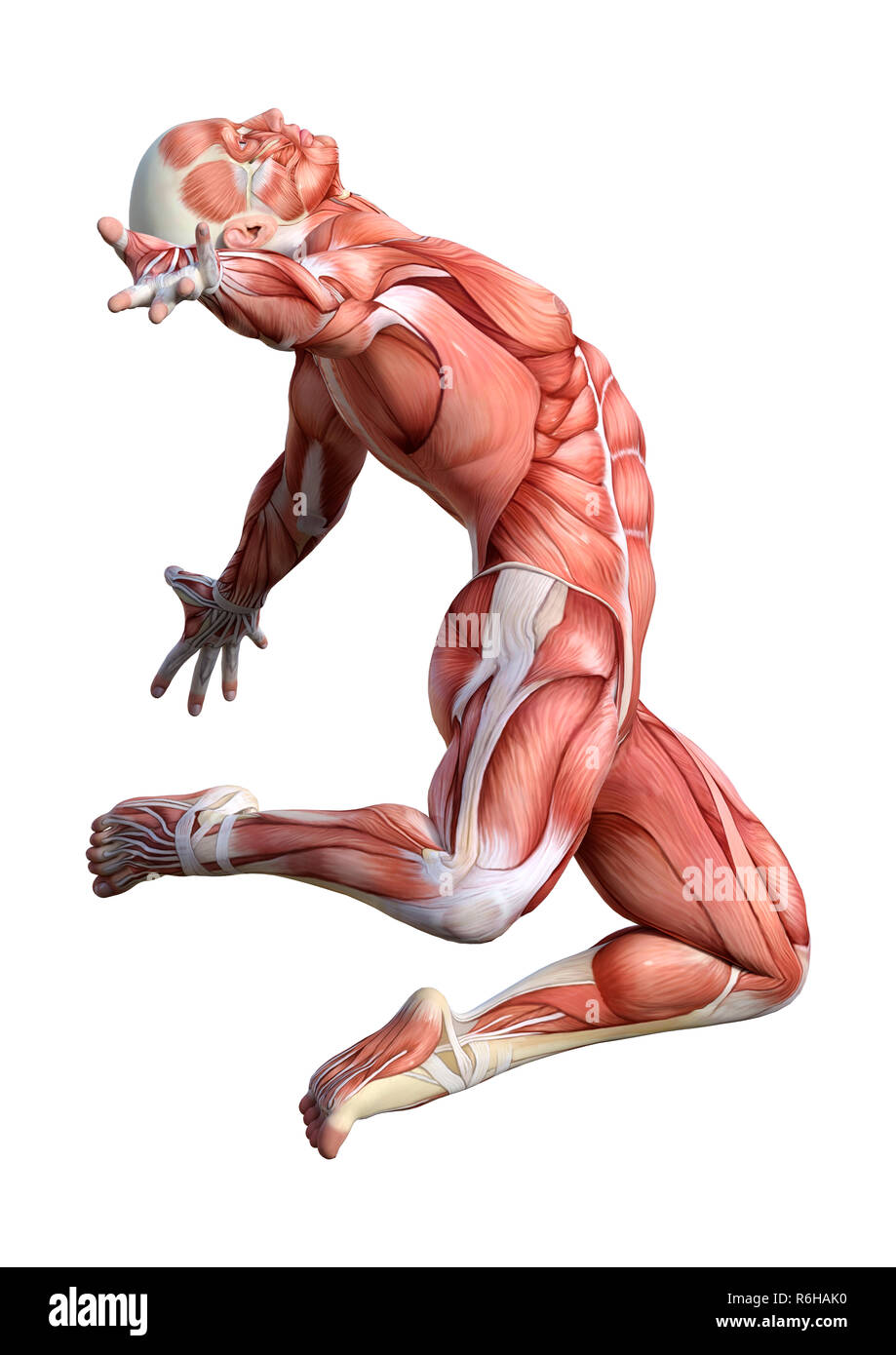 3D Rendering Male Anatomy Figure on White Stock Photo - Alamy