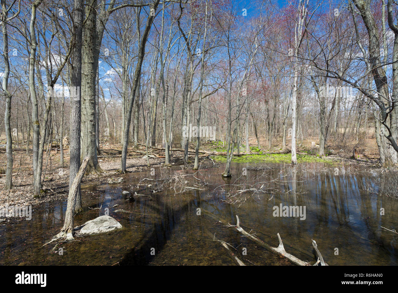 Budding trees beginning to leaf out during the spring season above a ...