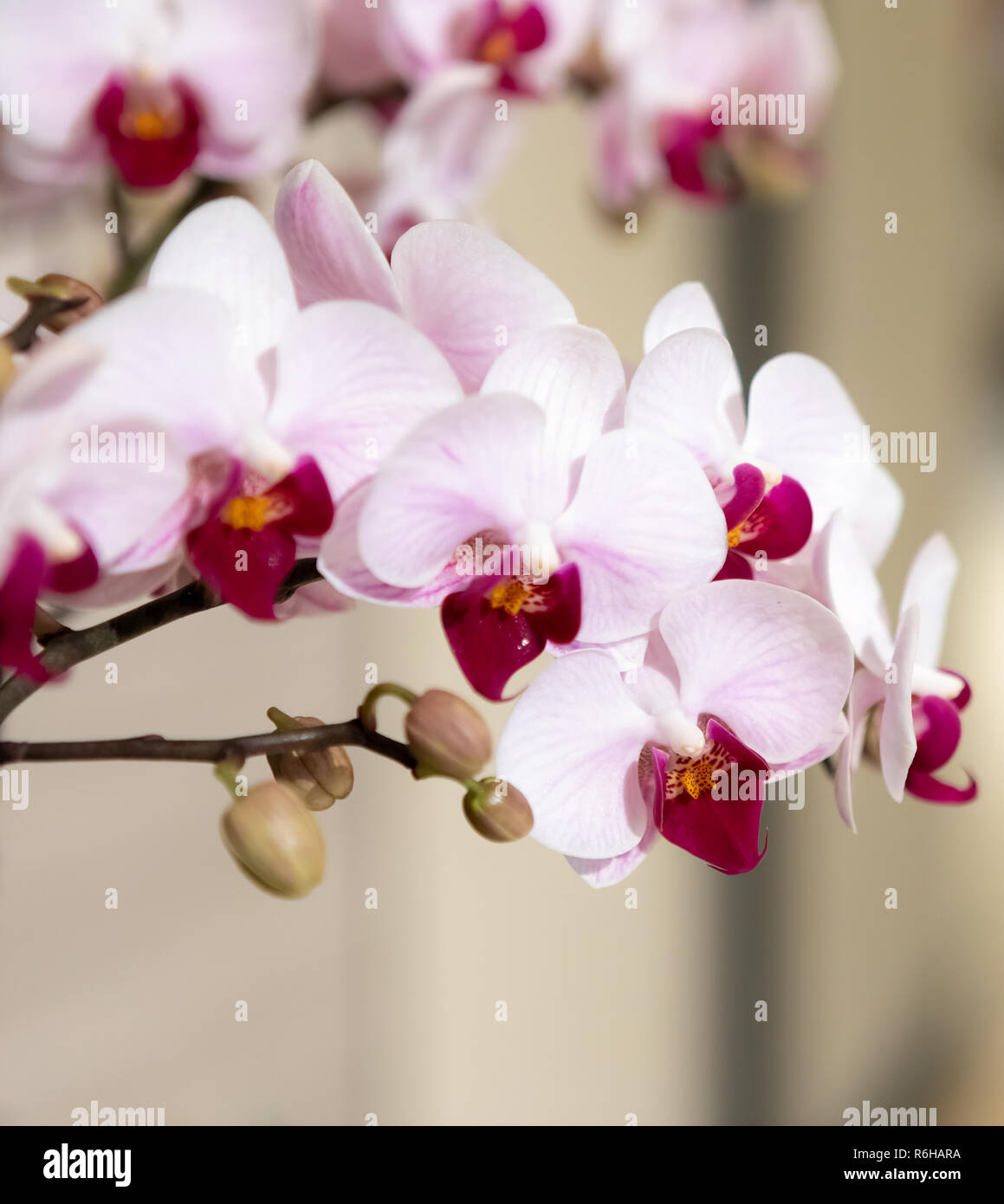 Delicate Pink Orchids on Display at Botanic Gardens in Singapore Stock ...