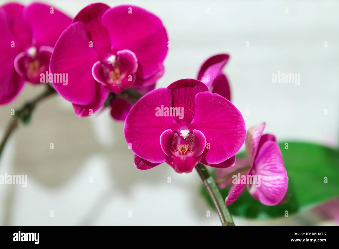 Vibrant Magenta Orchids on Display at Botanic Gardens in Singapore ...