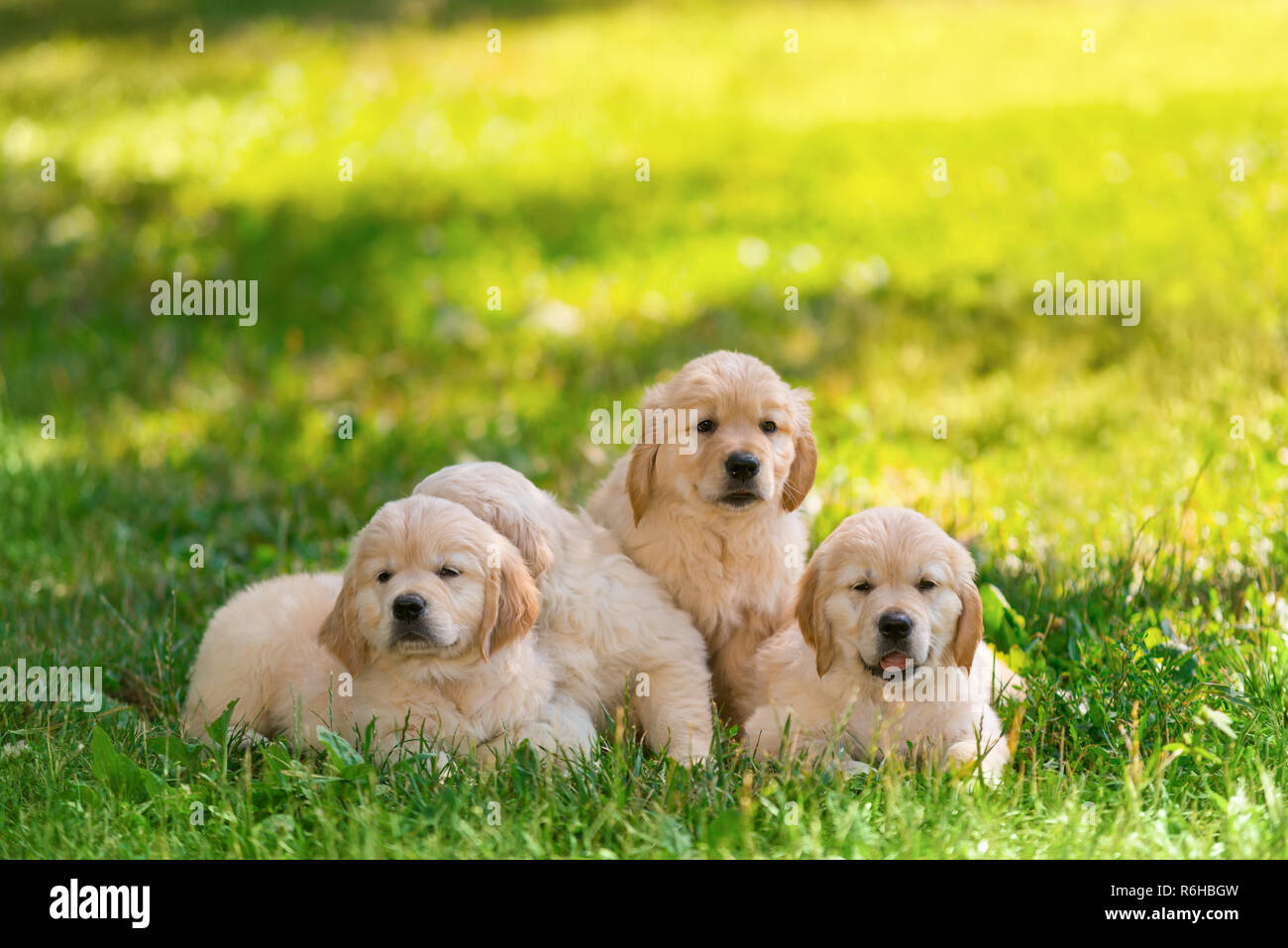Four retriever pups cuddling Stock Photo - Alamy