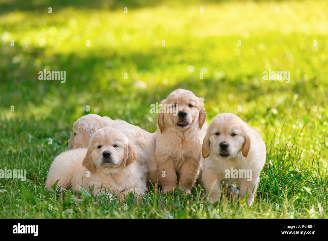 Puppies are resting on lawn Stock Photo - Alamy