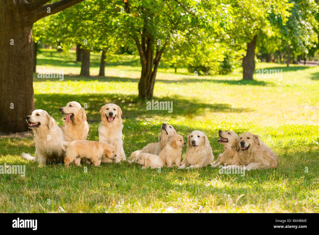 Big pack of dogs Stock Photo - Alamy