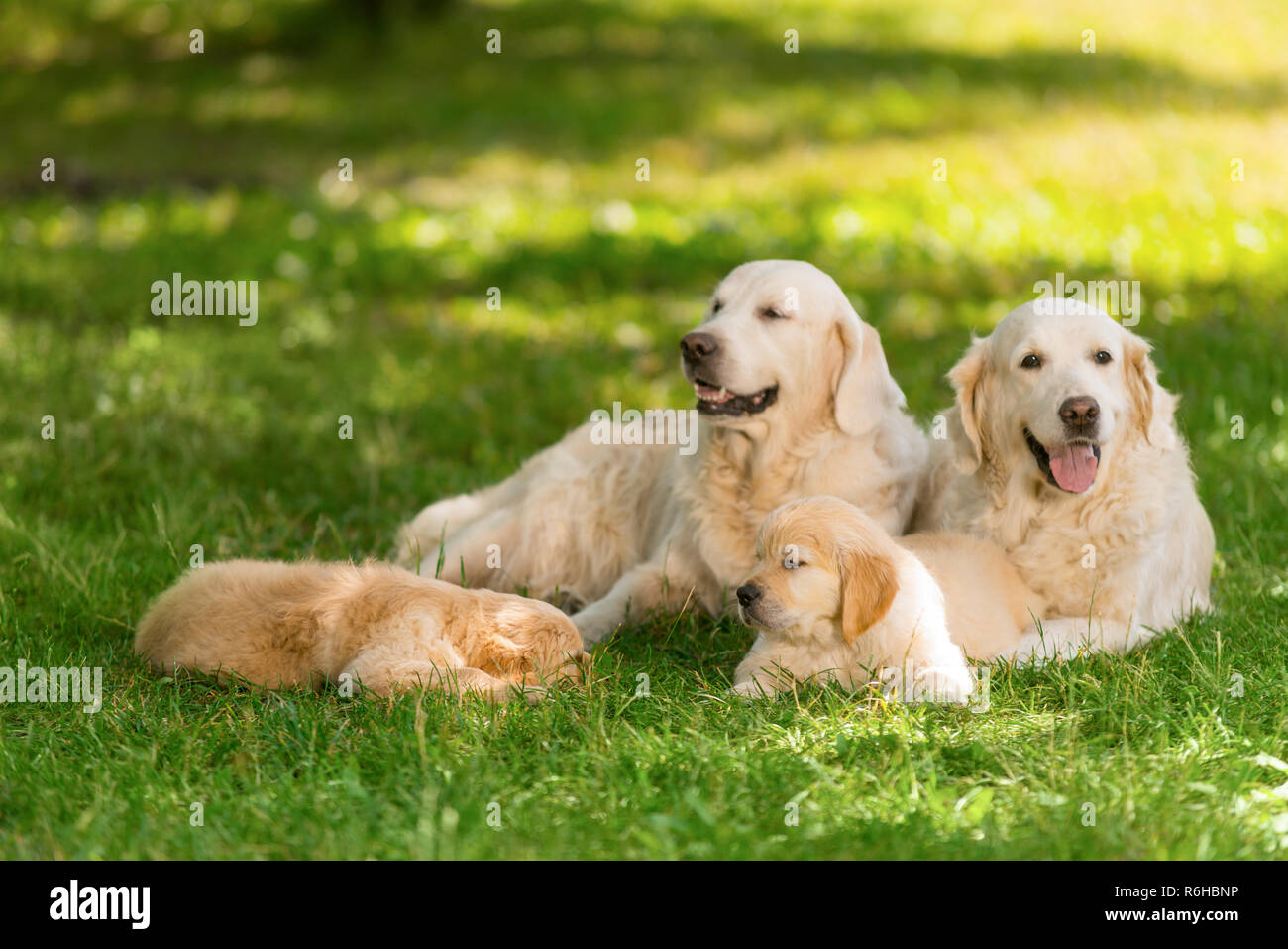 What Is In The Dog Family