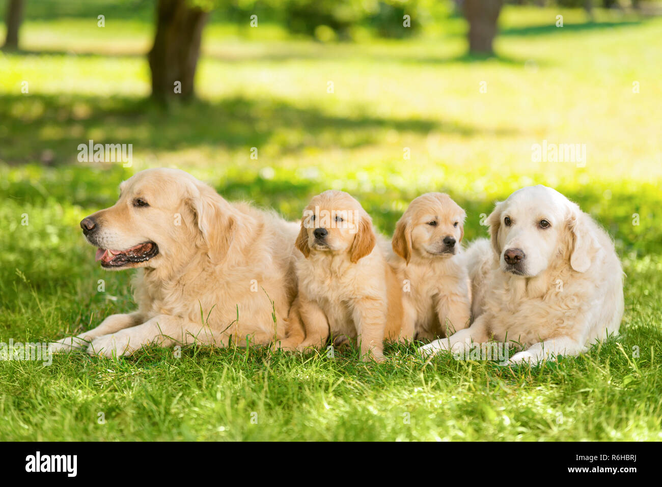 Adult dogs and their brood Stock Photo - Alamy