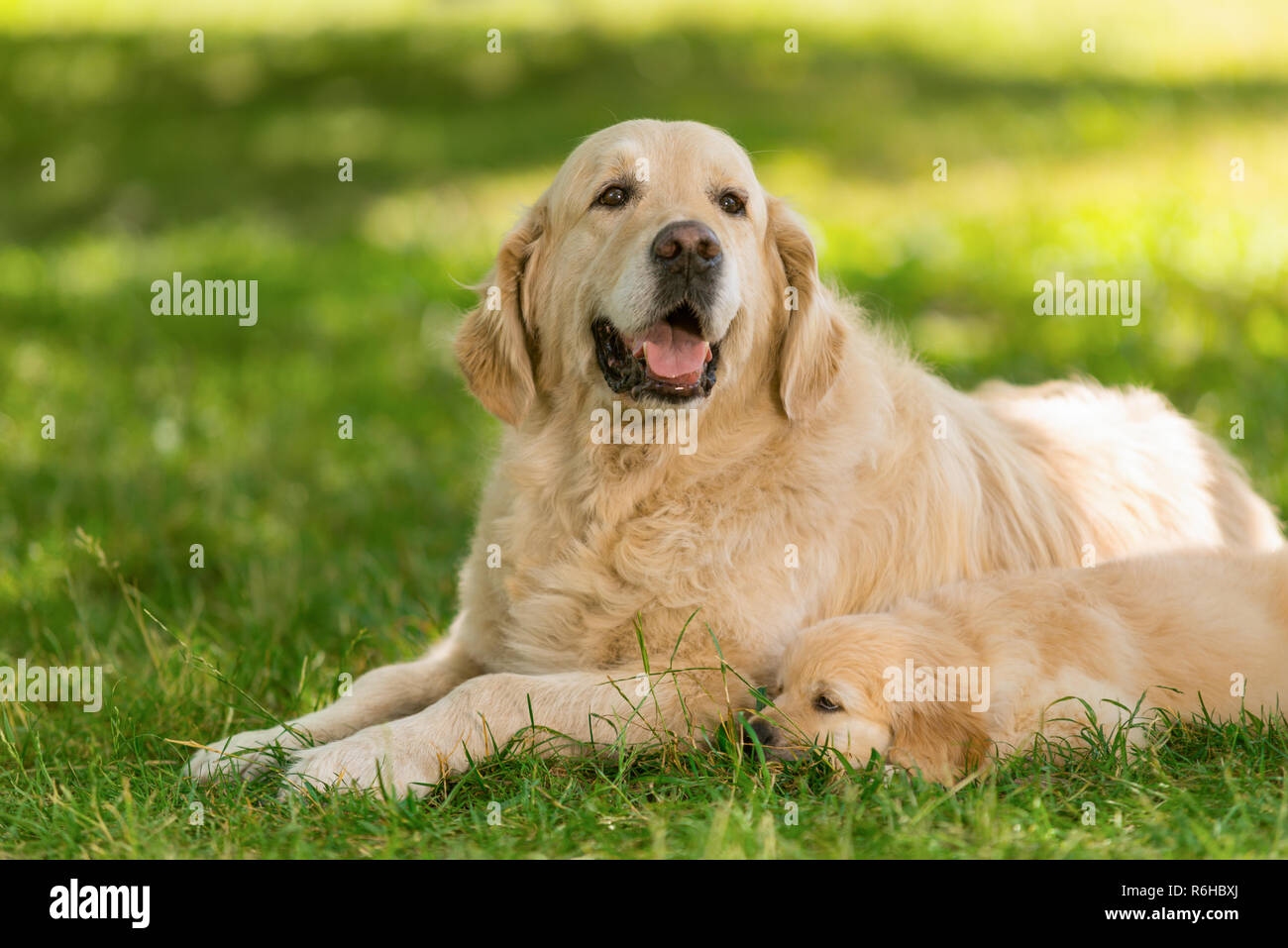 Golden retriever father and its pup Stock Photo - Alamy