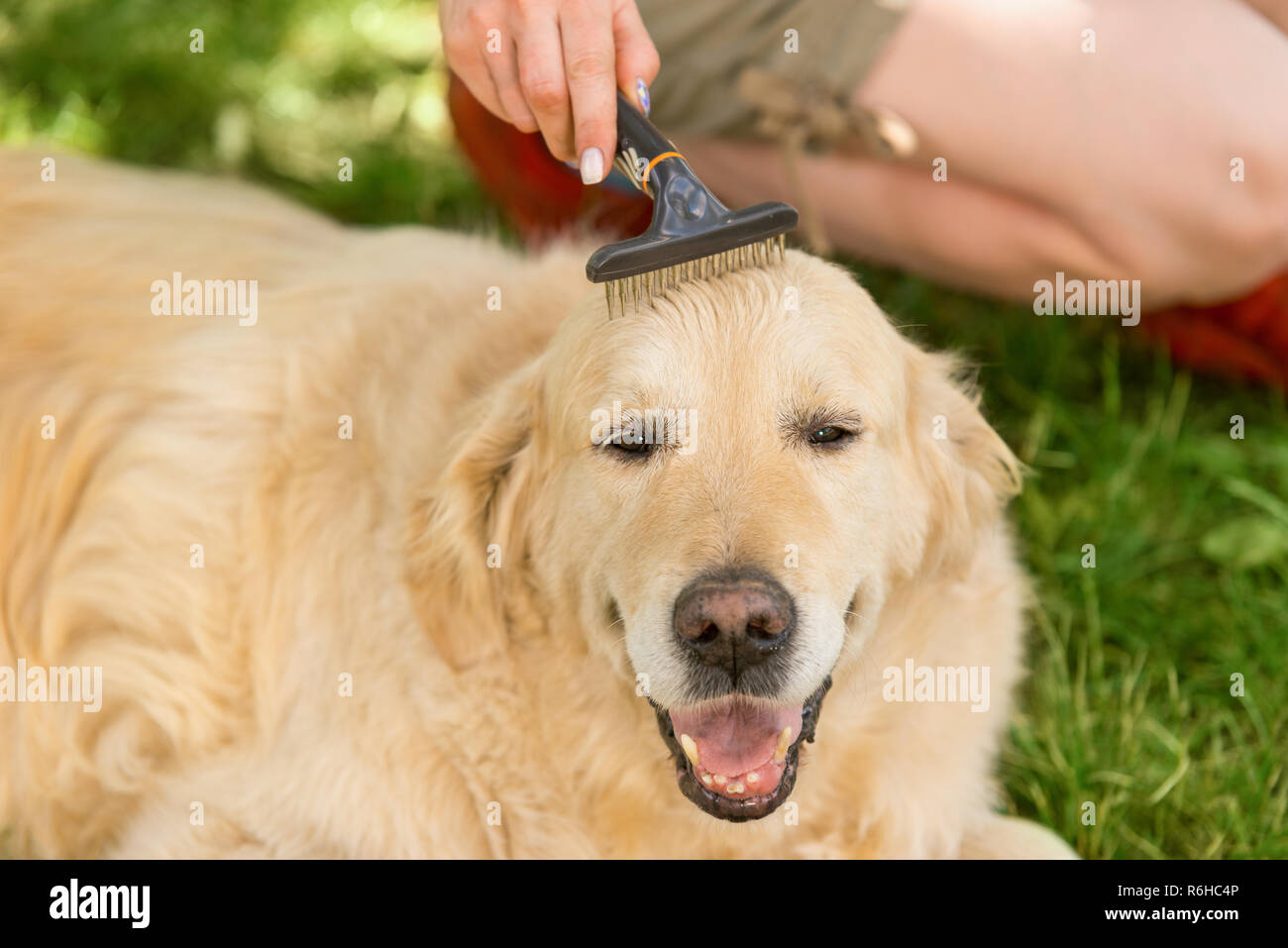 Owner grooming her adult dog Stock Photo - Alamy